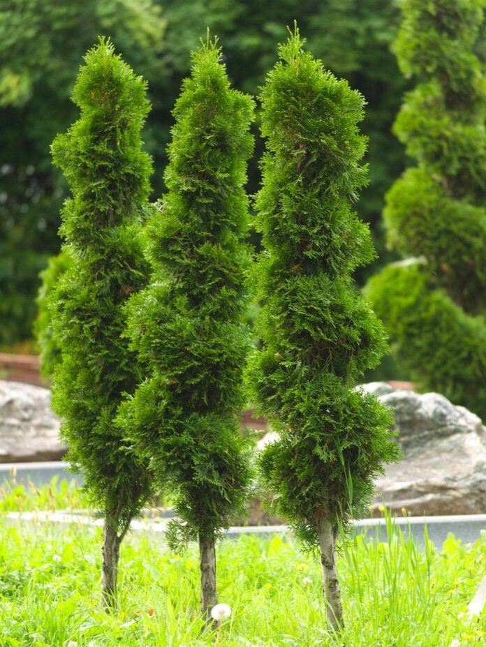 60+ Stunning Arborvitae Landscaping Ideas to Transform Your Yard (2025)