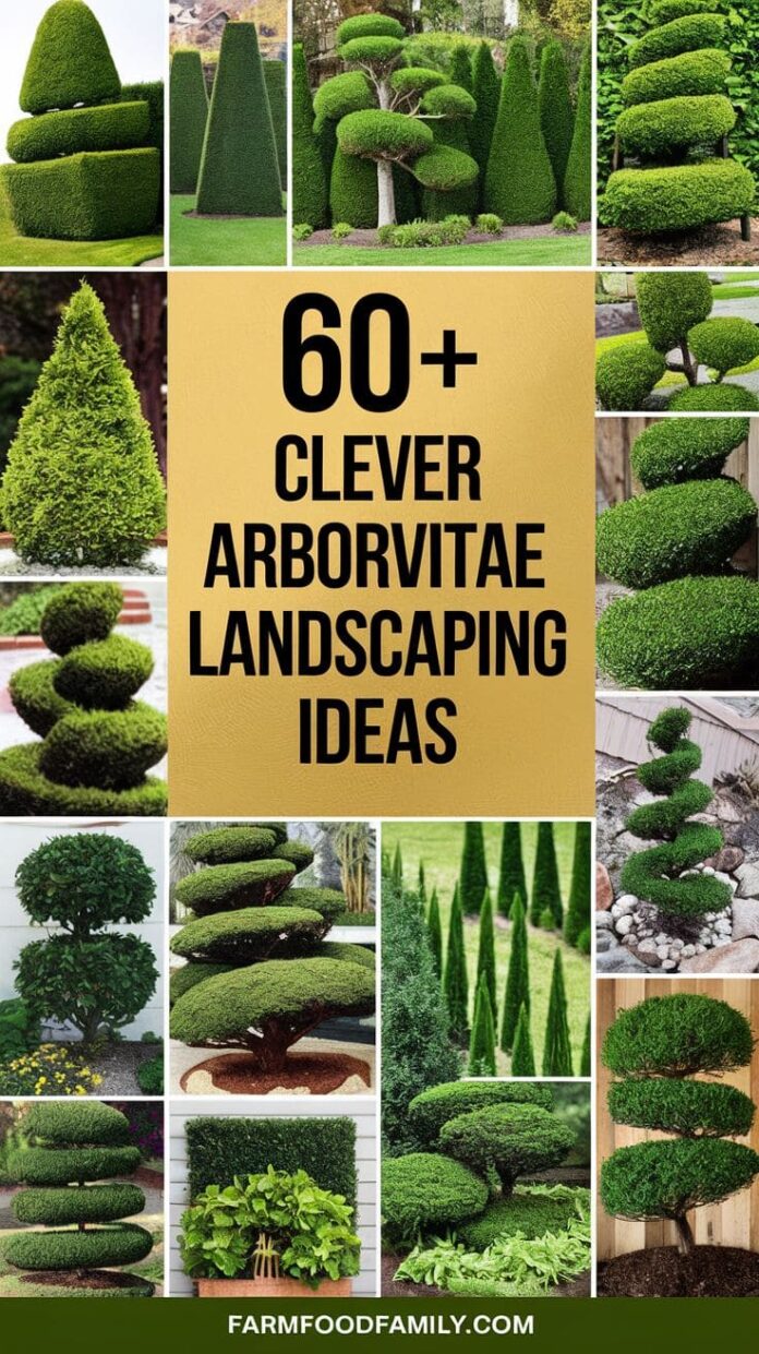 60+ Stunning Arborvitae Landscaping Ideas to Transform Your Yard (2025)