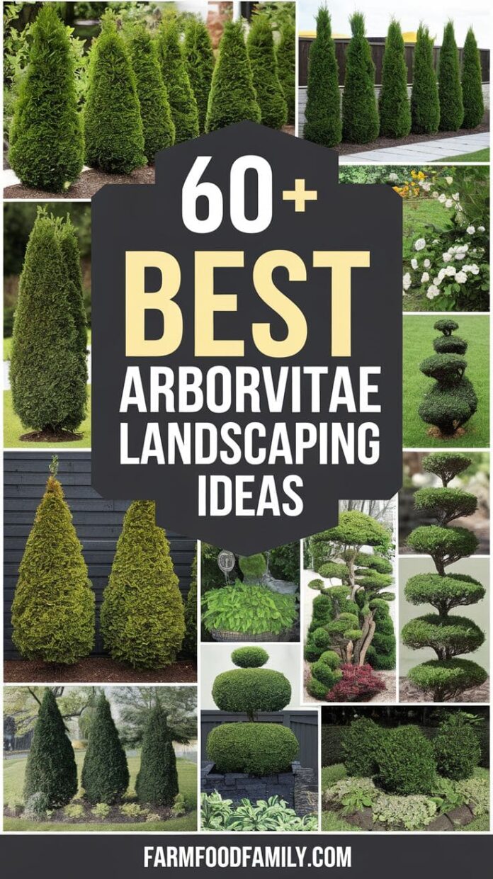 60+ Stunning Arborvitae Landscaping Ideas to Transform Your Yard (2025)