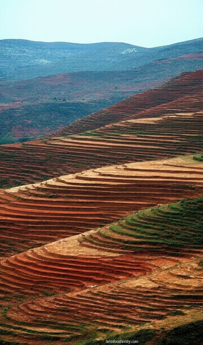 40+ Genius Layered Landscaping Ideas to Transform Your Yard (2026 ...