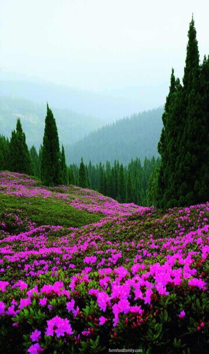 40+ Genius Layered Landscaping Ideas to Transform Your Yard (2025 ...