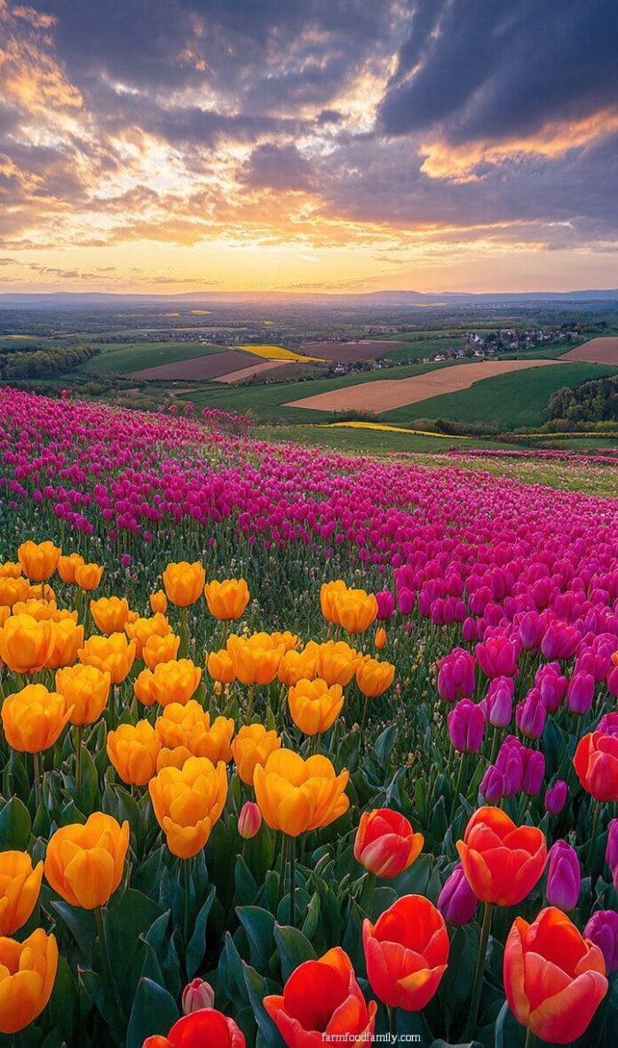 40+ Genius Layered Landscaping Ideas to Transform Your Yard (2026 ...