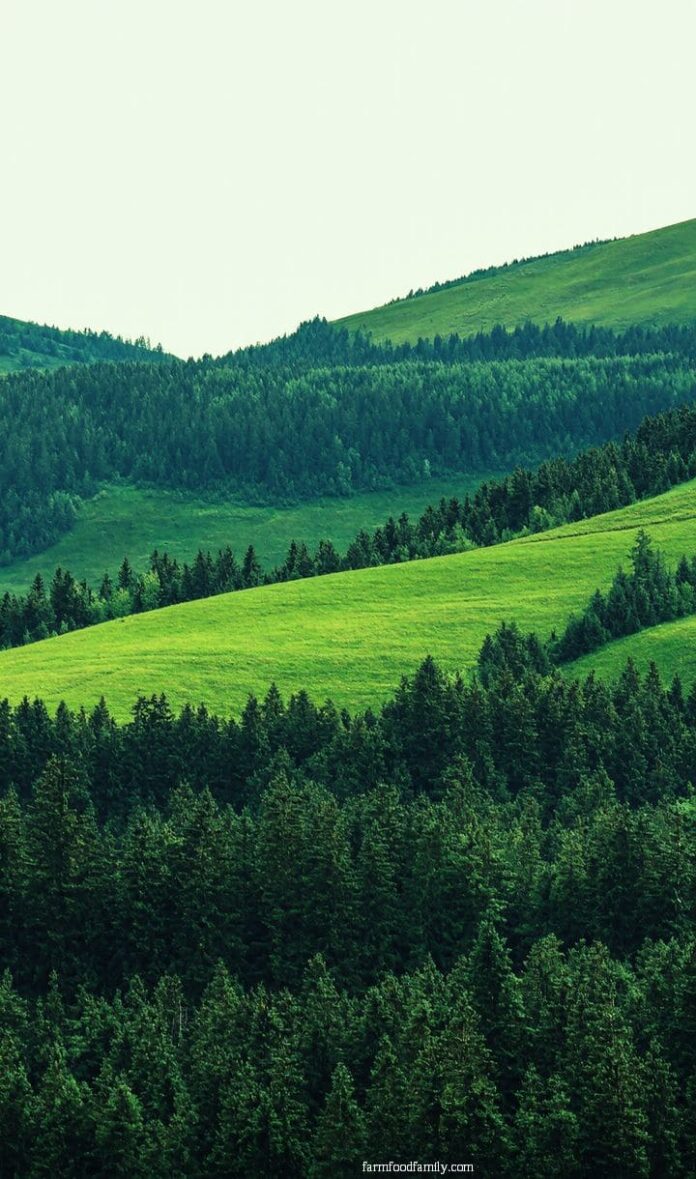 40+ Genius Layered Landscaping Ideas to Transform Your Yard (2026 ...