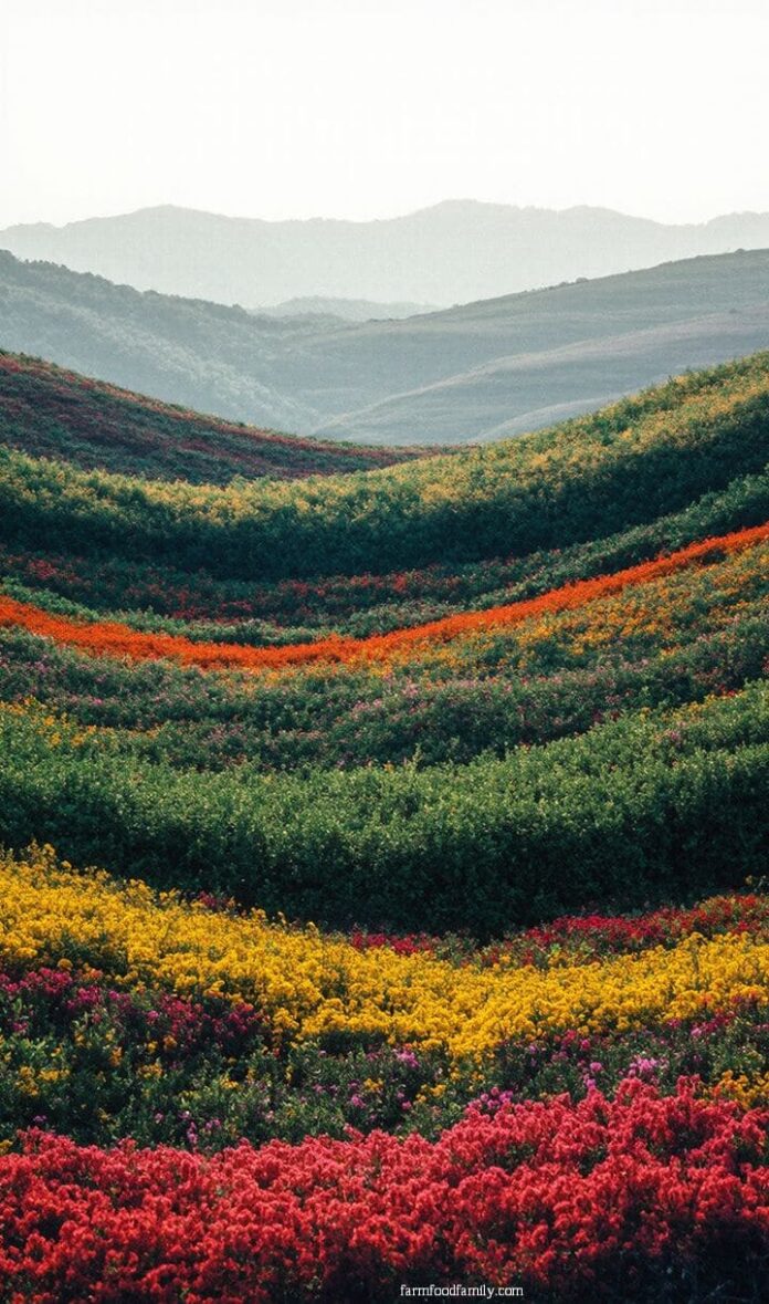 40+ Genius Layered Landscaping Ideas to Transform Your Yard (2026 ...