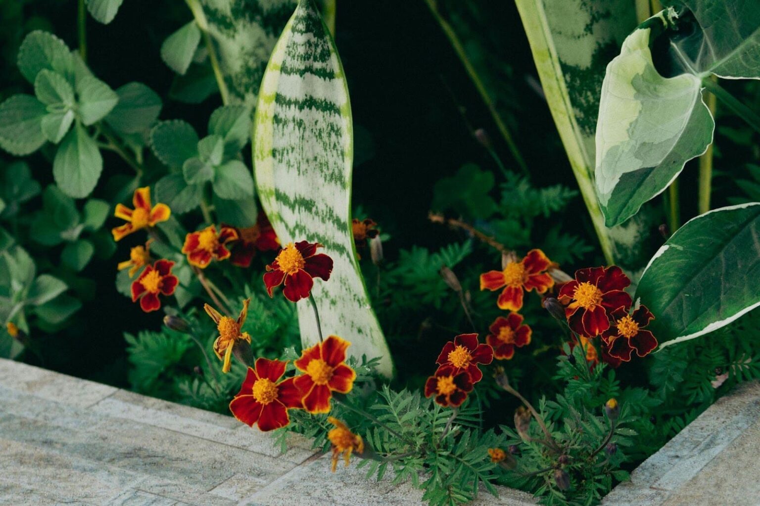 40+ Genius Layered Landscaping Ideas to Transform Your Yard (2026 ...