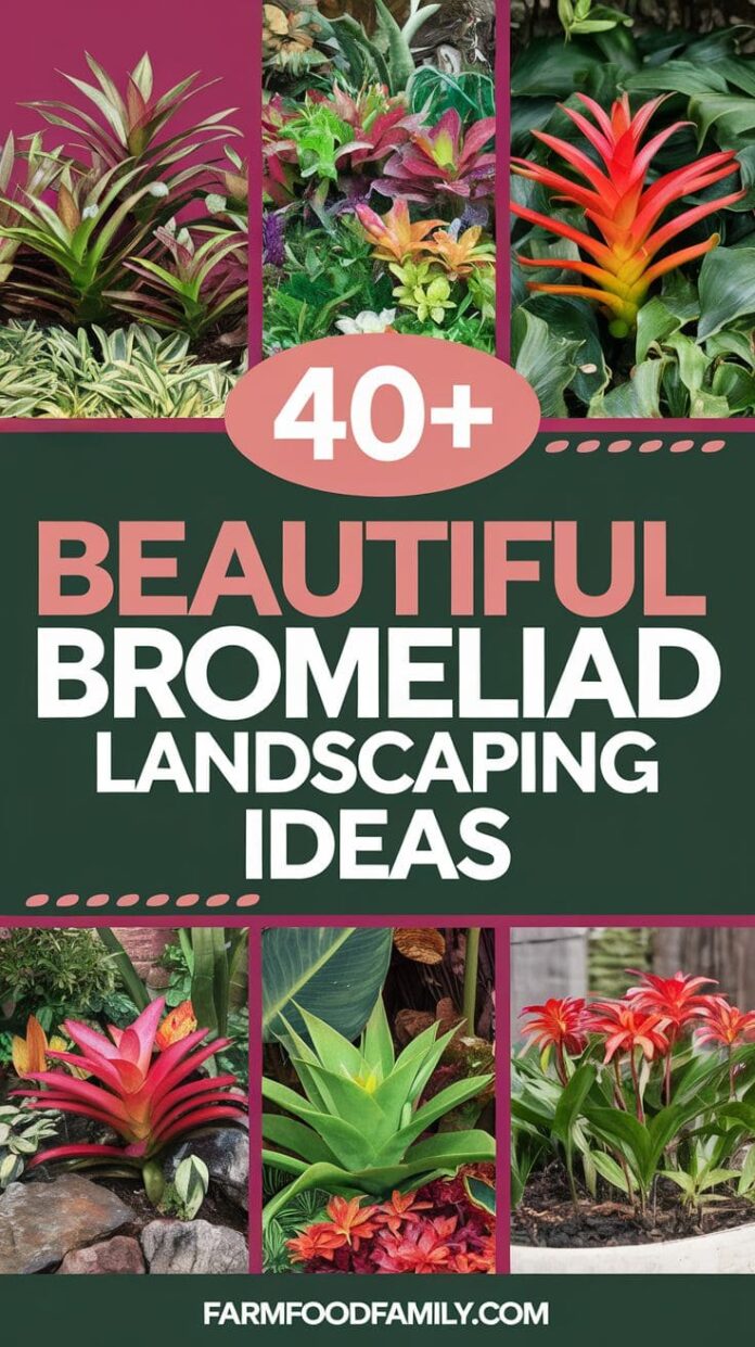 40+ Gorgeous Bromeliad Landscaping Ideas That Add Instant Wow to Your ...