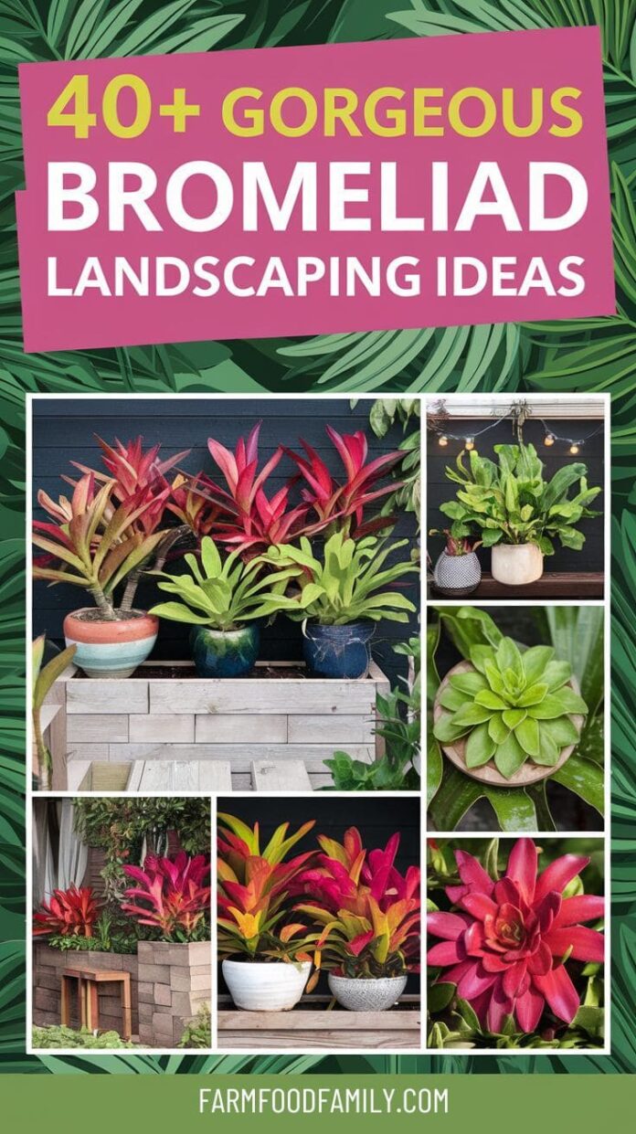40+ Gorgeous Bromeliad Landscaping Ideas That Add Instant Wow to Your ...