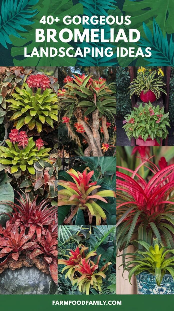 40+ Gorgeous Bromeliad Landscaping Ideas That Add Instant Wow to Your ...